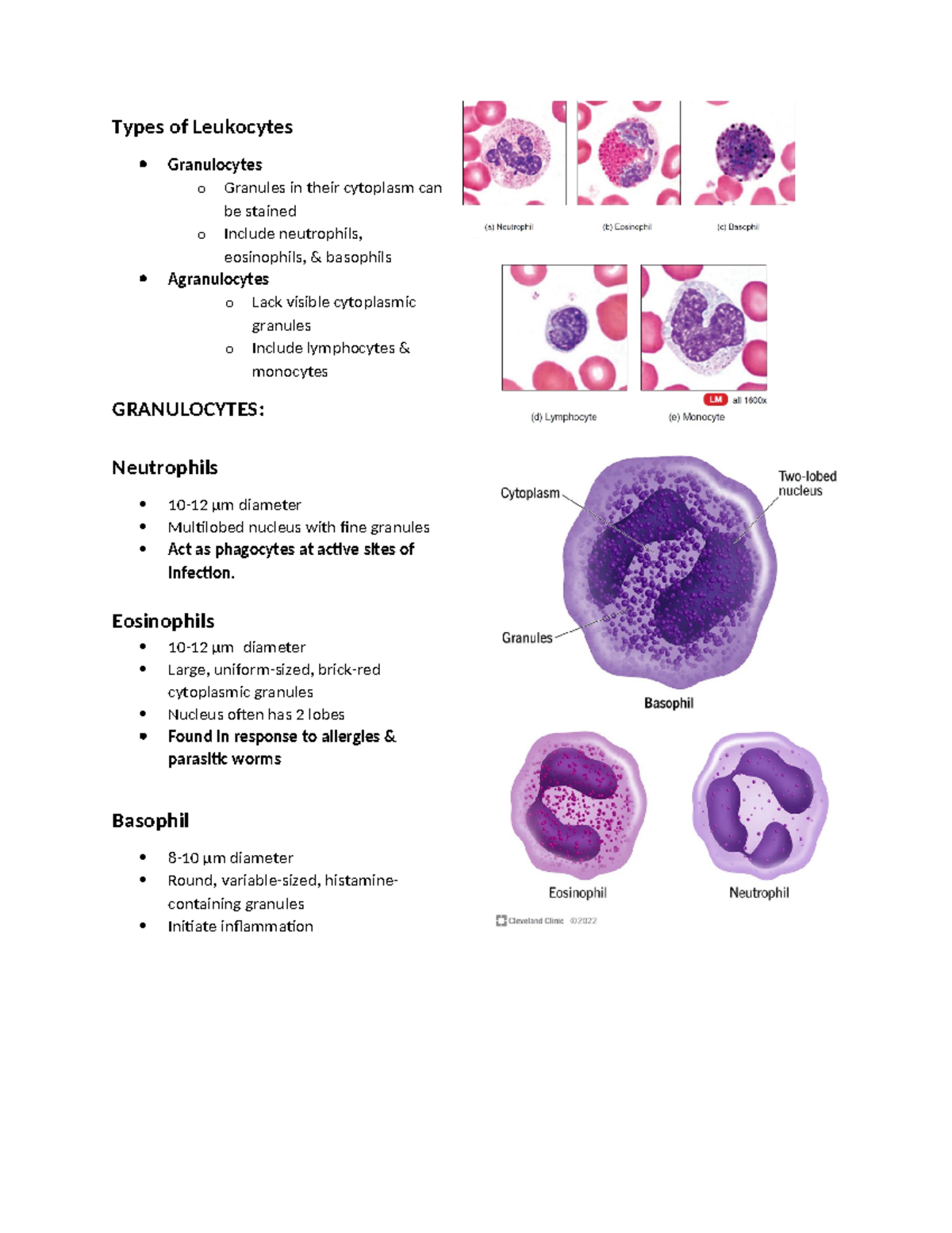 Leukocyte Types: Granulocytes & Agranulocytes - Inbound ...
