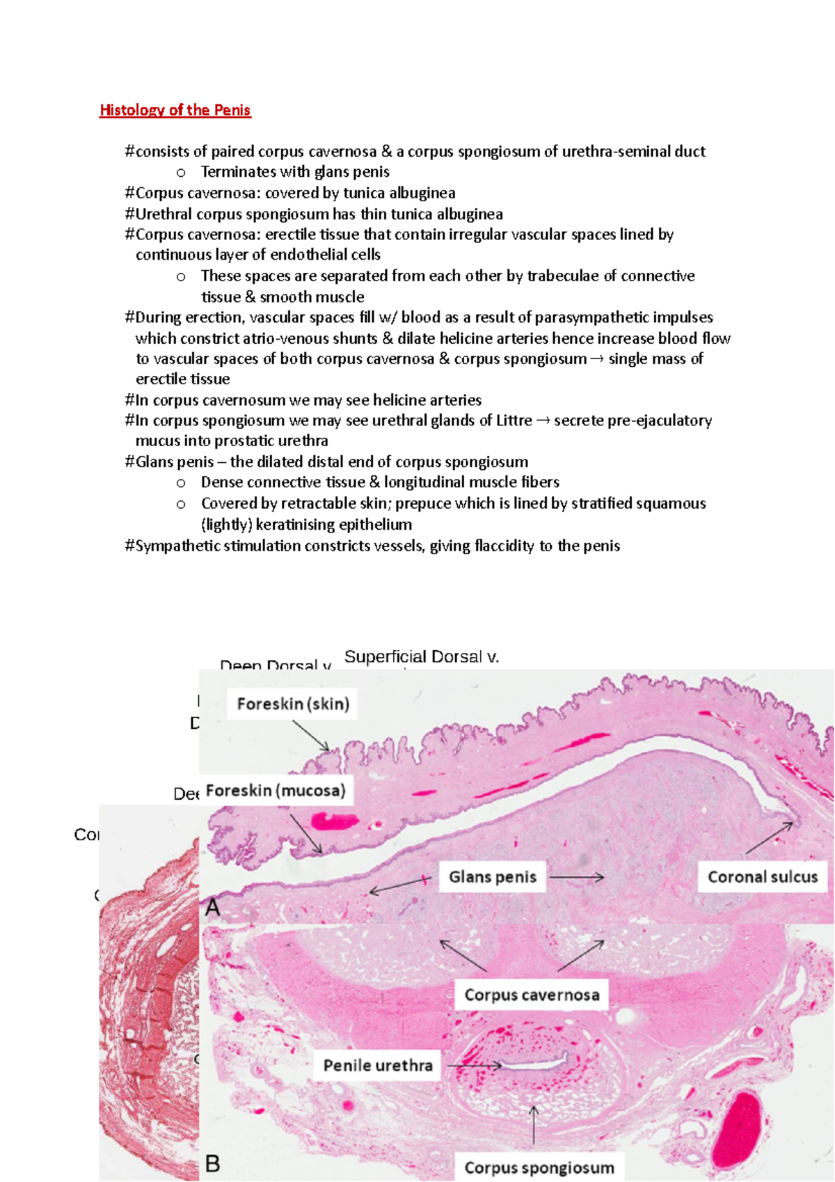 Histology of the Penis: Structure and Function Analysis - Studocu