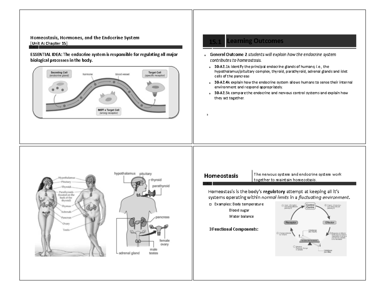 CH 15 - Notepack: Homeostasis, Hormones & Endocrine System Insights ...