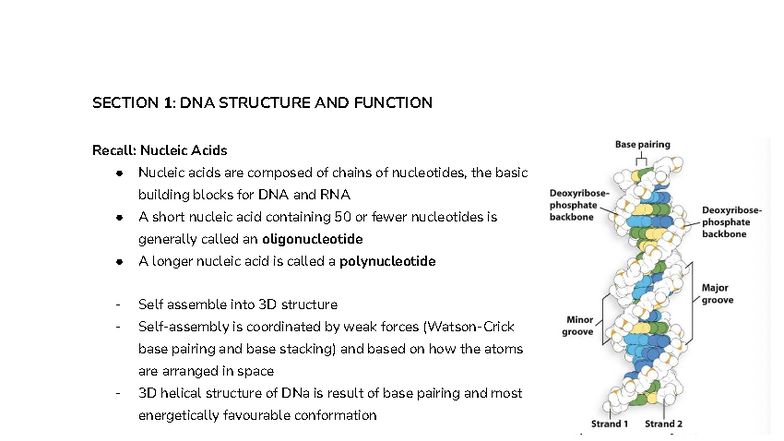 Module 3: Structure and Function of DNA and RNA - Studocu