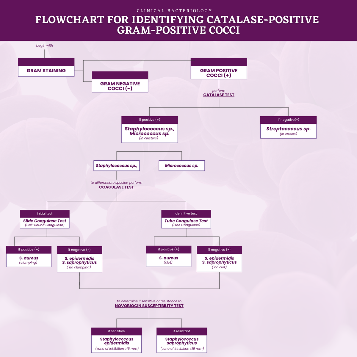FLOW Chart - C L I N I C A L B A C T E R I O L O G Y GRAM POSITIVE ...