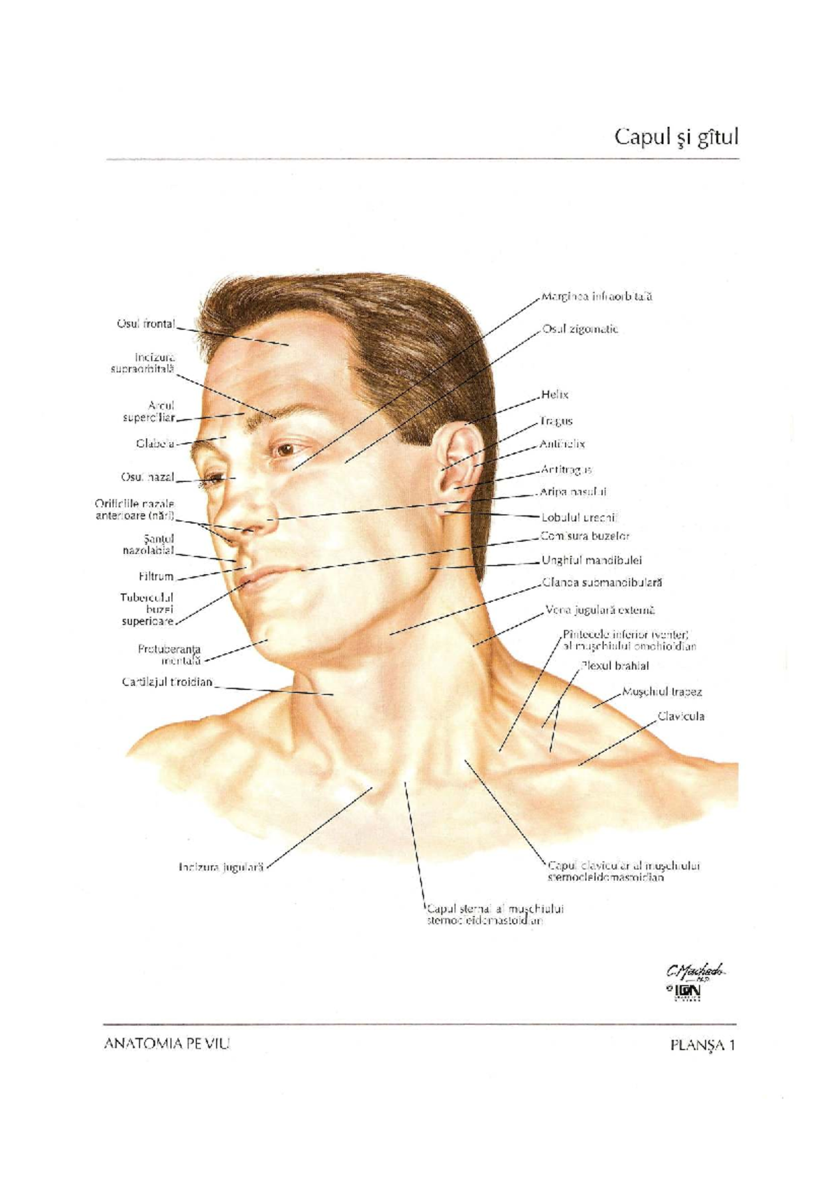 Atlas Anatomie: Capul și Gâtul - Planșe Detaliate - Studocu