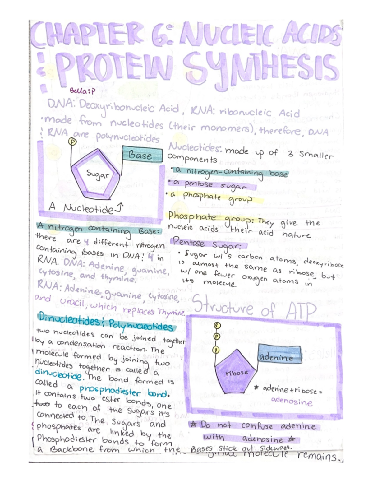 Protein Synthesis Notes - Chapter 6: Nucleic Acids & Gene Mutation ...