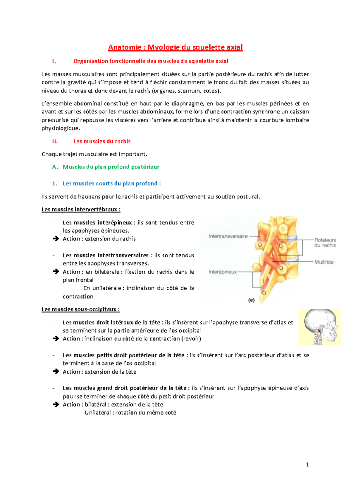 Myologie du squelette axial - Organisation fonctionnelle des muscles du ...