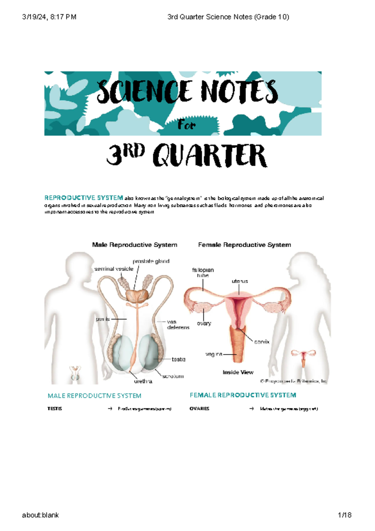 Grade 10 3rd Quarter Science Notes: Reproductive & Endocrine Systems ...