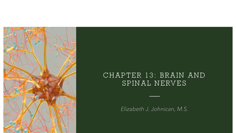 CHAPTER 13: BRAIN AND SPINAL NERVES - CNS Development and Functions ...
