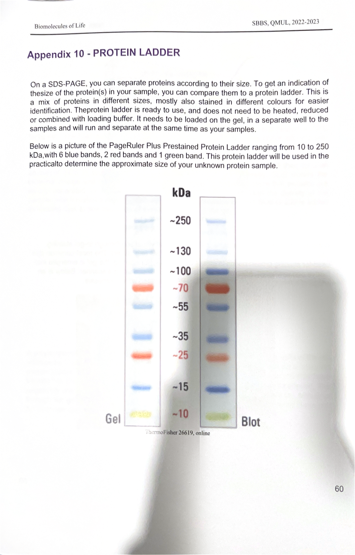 Biomolecules of Life - Protein ladder - Biomolecules of Life SBBS, QMUL ...
