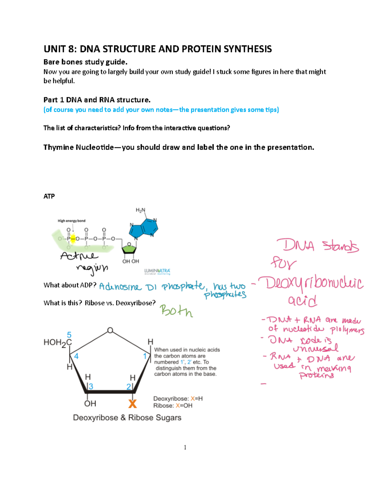 Bio 1140L Unit 8 Study Guide: DNA Structure & Protein Synthesis - Studocu