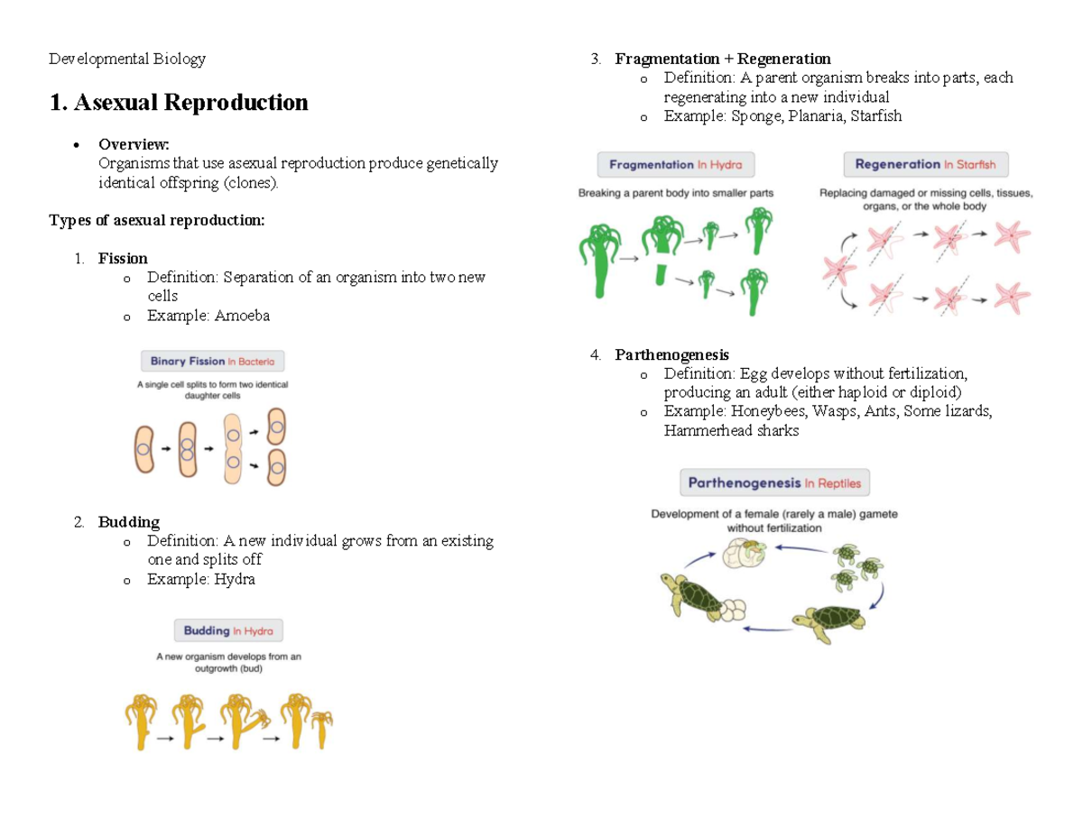 Reproductive System - Physiology Notes (BIO 101) - Studocu