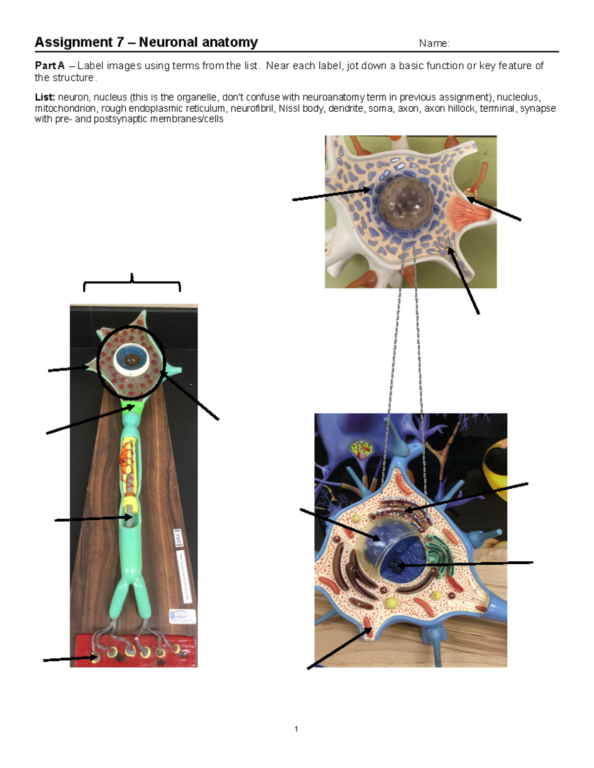 A7 - Neuronal Anatomy Worksheet and Quizlet Study Guide - Studocu