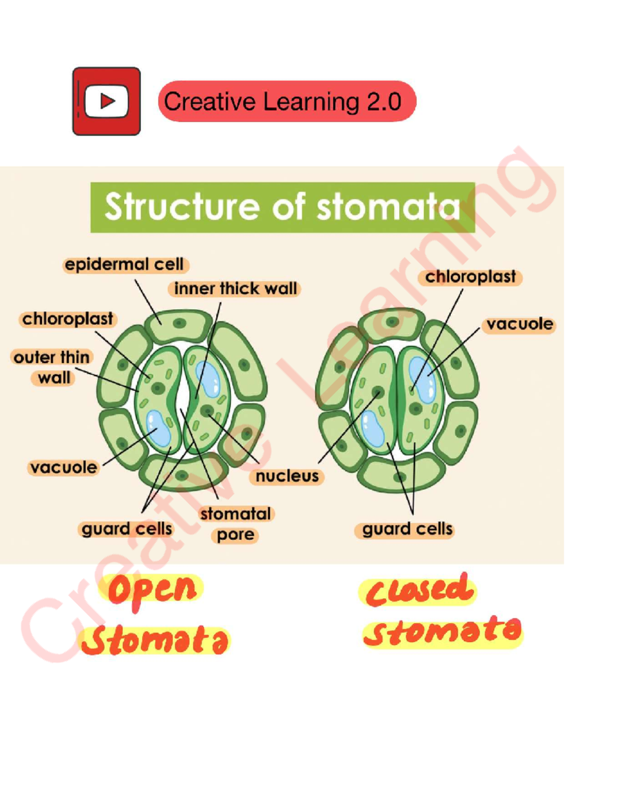 X BIO IMP Diagrams - Notes on Plant & Human Anatomy - Studocu