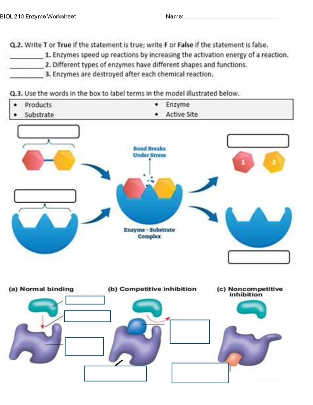 Enzyme Worksheet - SI Examples - BIOL 210 Enzyme Worksheet Name: Q ...