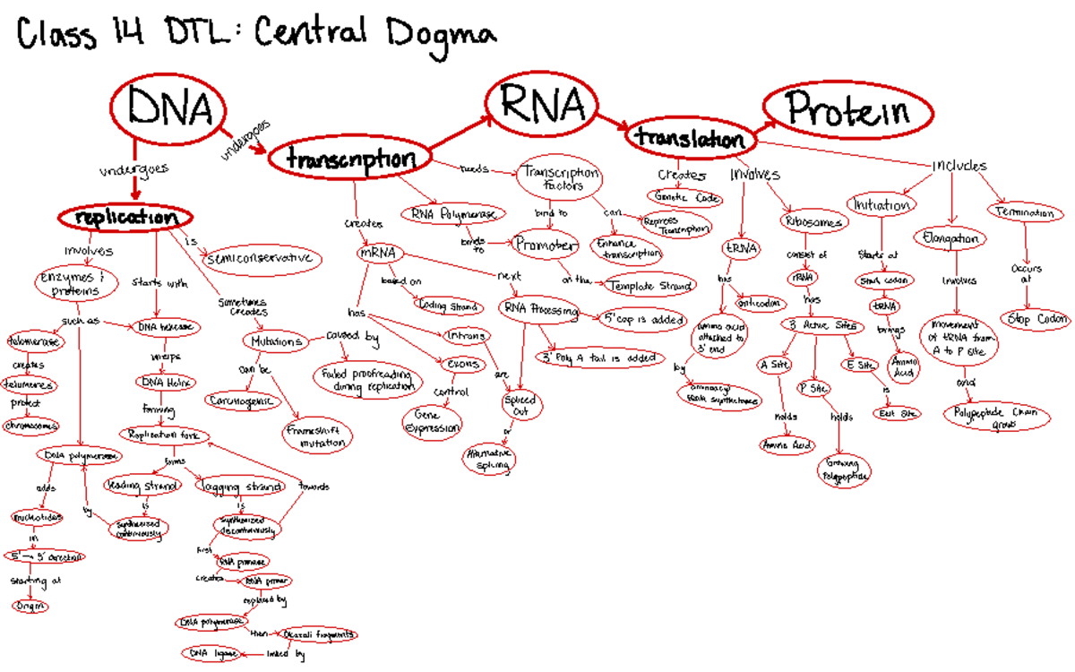 Draw To Learn 12 Central Dogma - Class 1 DTL:Central Dogma DNA . RNA ...