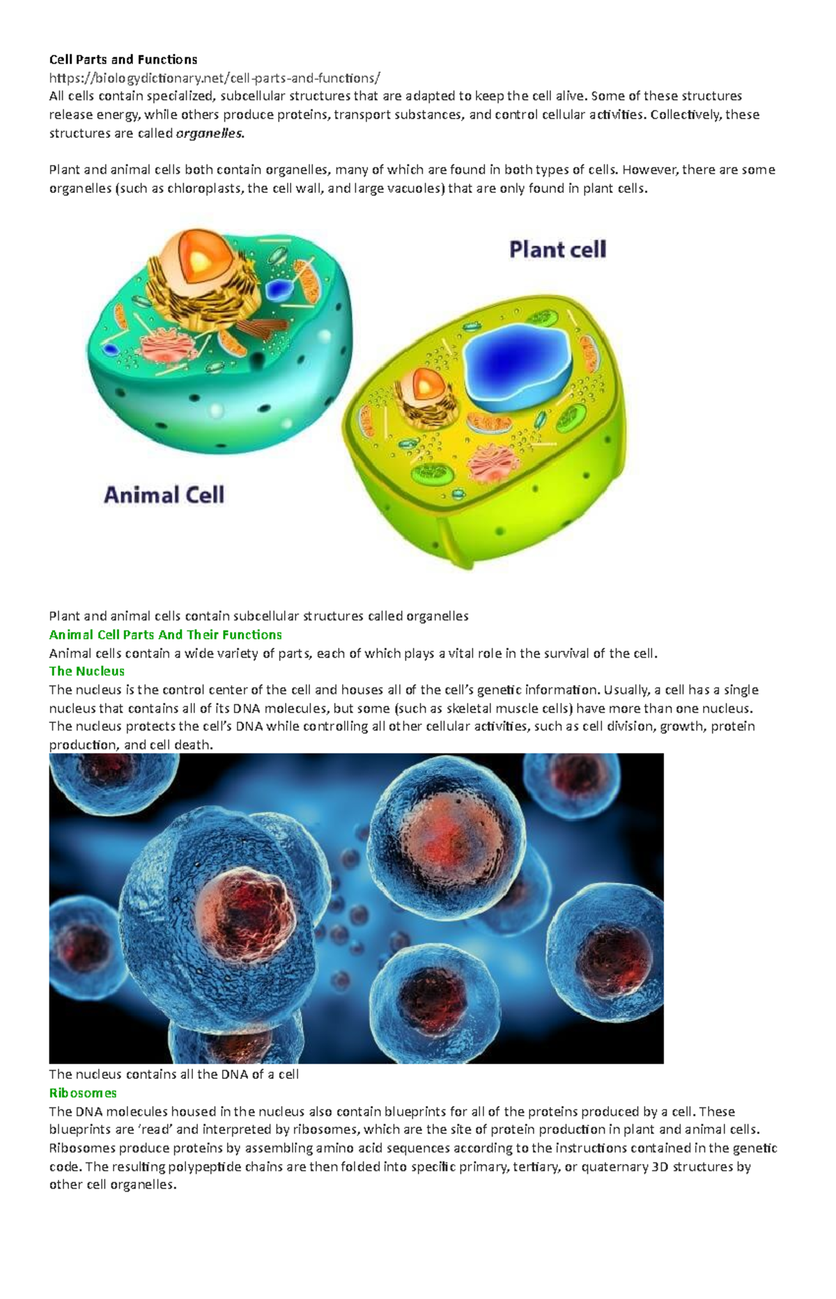 Cell Parts and Functions - Cell Parts and Functions biologydictionary ...