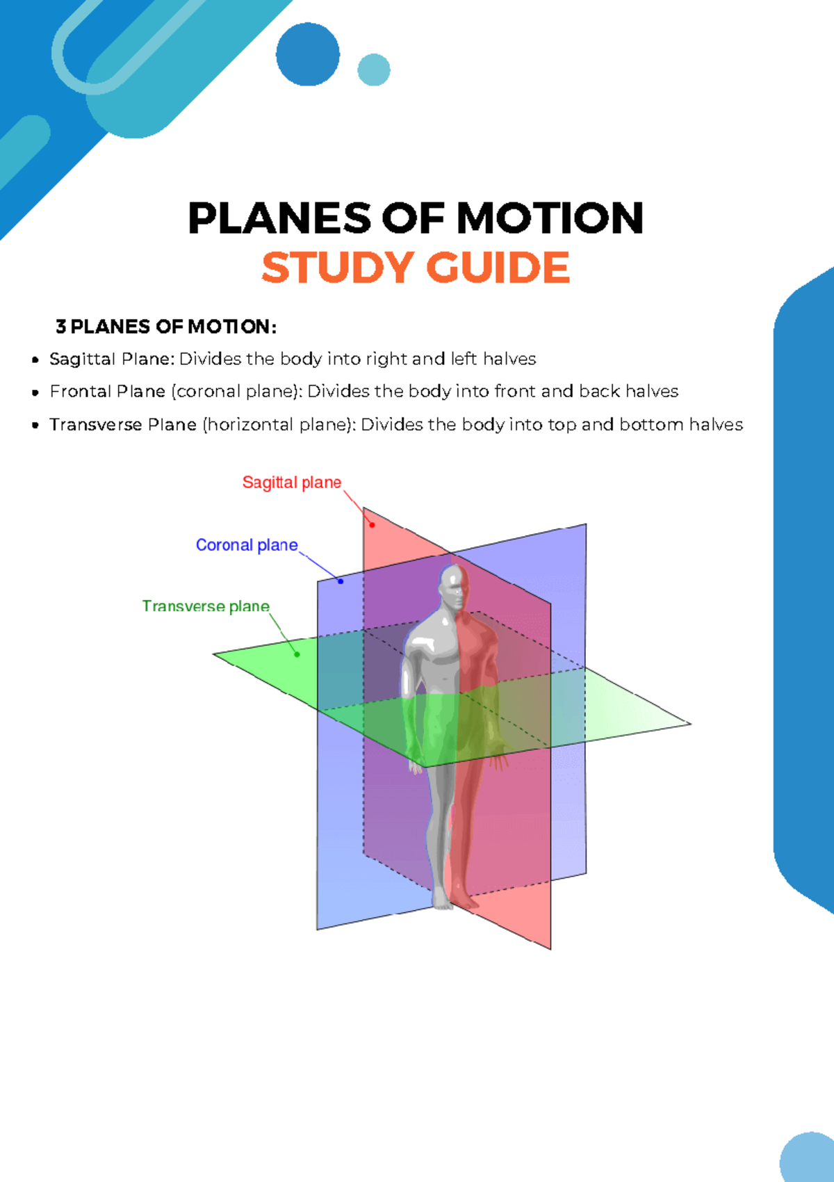 Planes of Motion - PLANES OF MOTION STUDY GUIDE Sagittal Plane: Divides ...