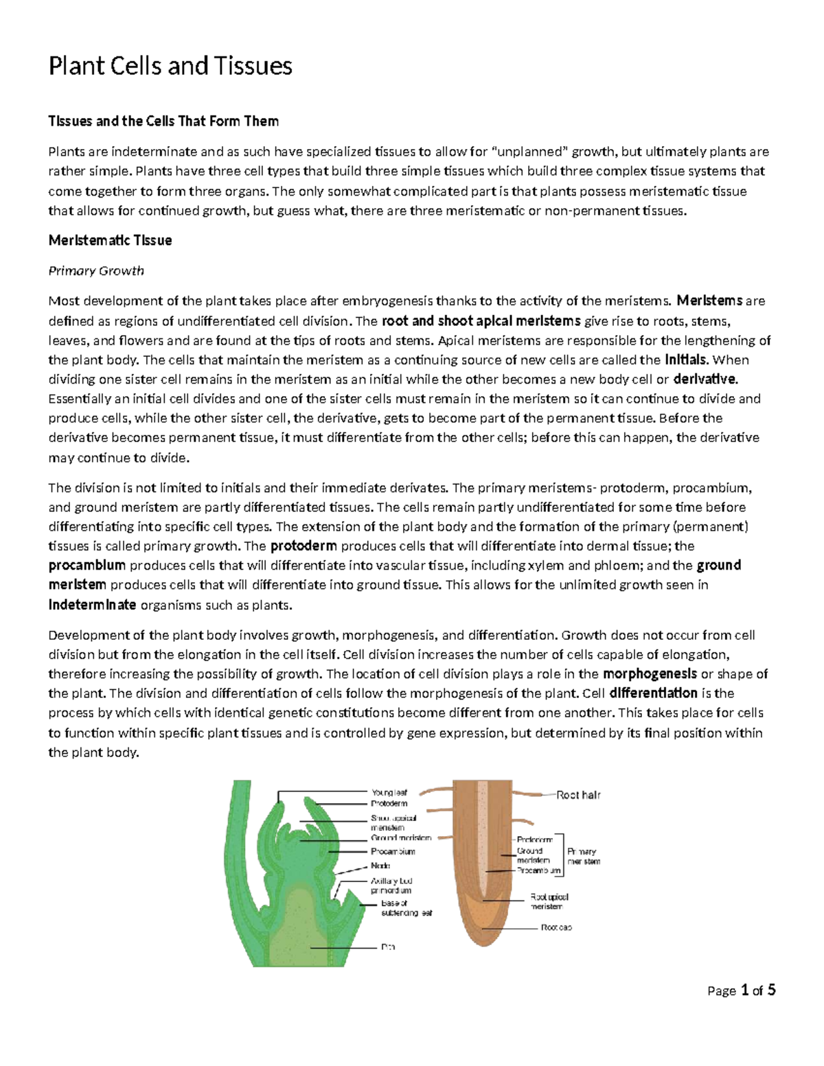 Plant Cells and Tissues: Structure, Growth, and Function - Tissues and ...