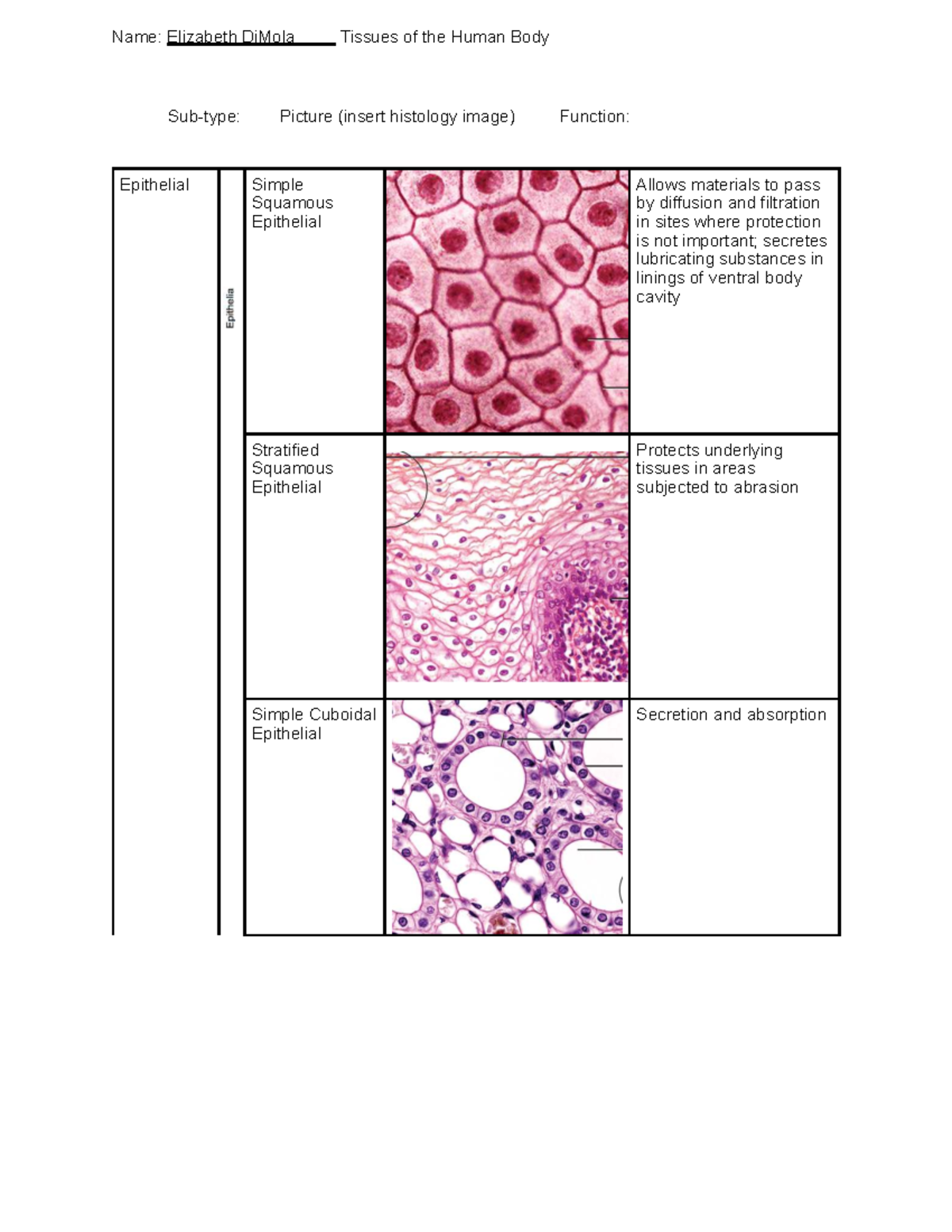A&P 101 Epithelial and Connective Tissues Worksheet and Lab Notes - Studocu