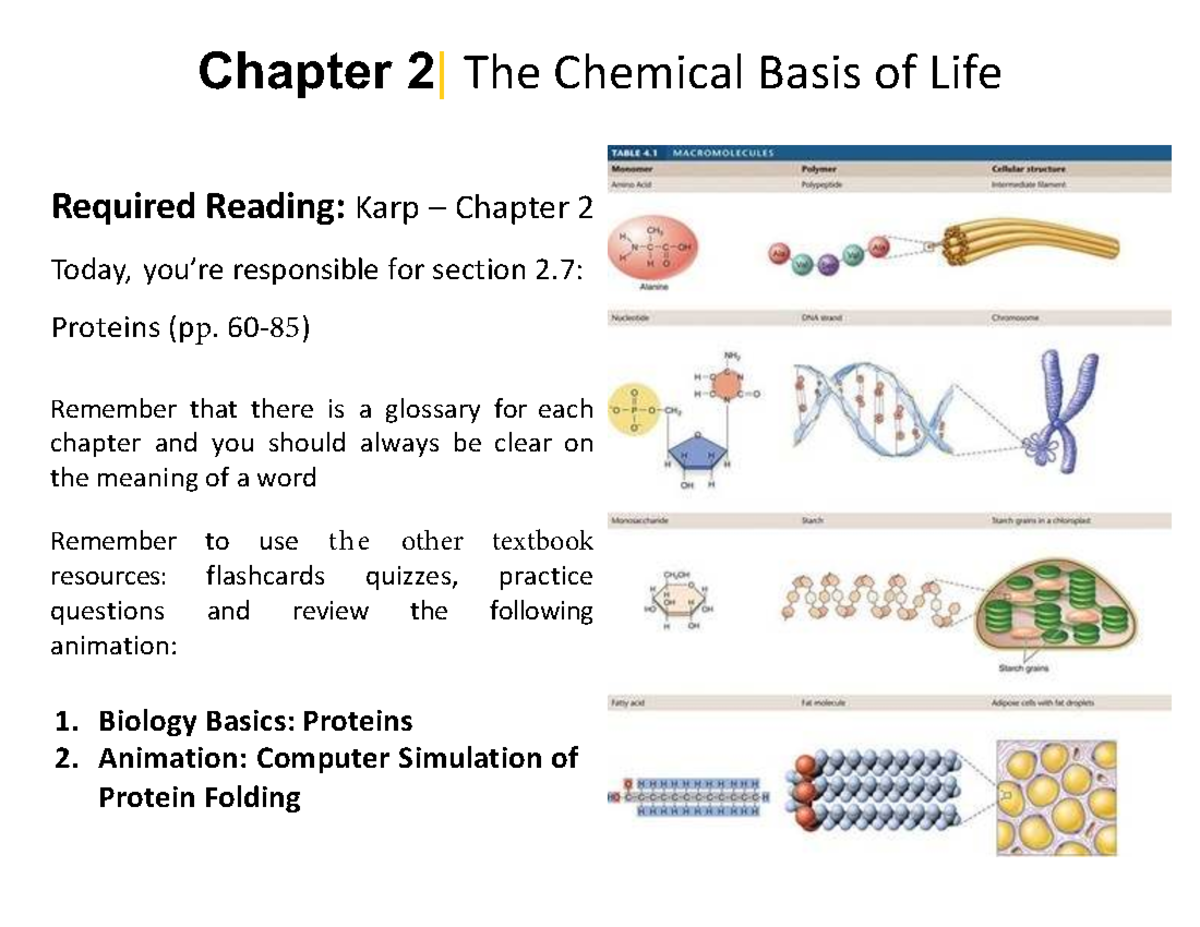 Biology 101: Chapter 2 - The Chemical Basis of Life: Proteins - Studocu