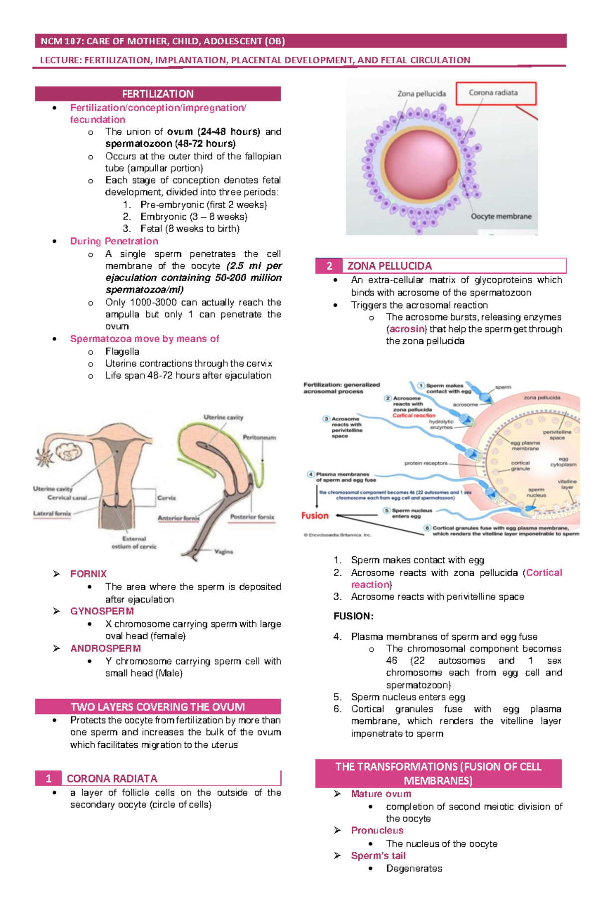 NCM 107: OB LECTURE NOTES ON FERTILIZATION, IMPLANTATION, AND FETAL ...