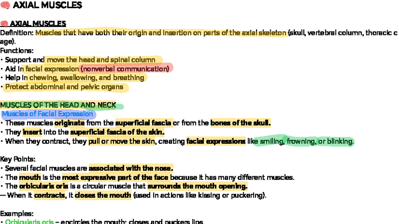 AXI 101: Axial Muscles Overview and Functions - Studocu