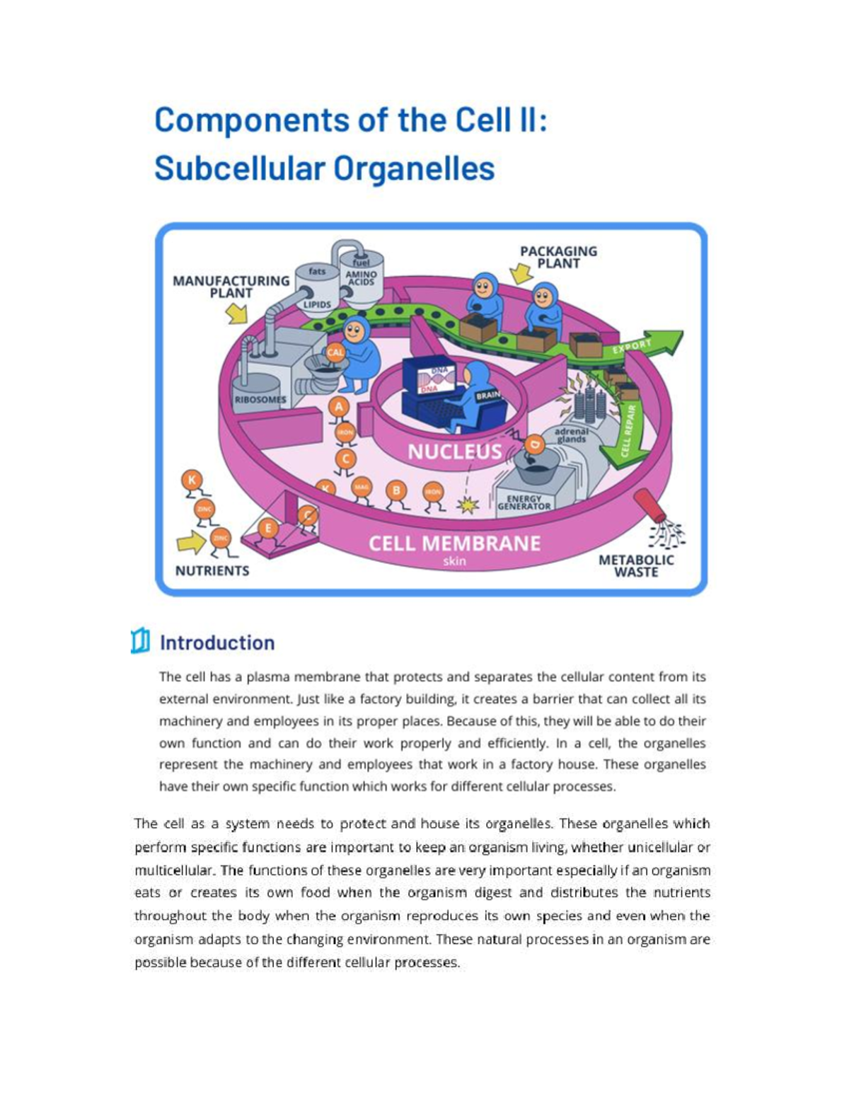 Components of the Cell II: Functions of Subcellular Organelles - Studocu
