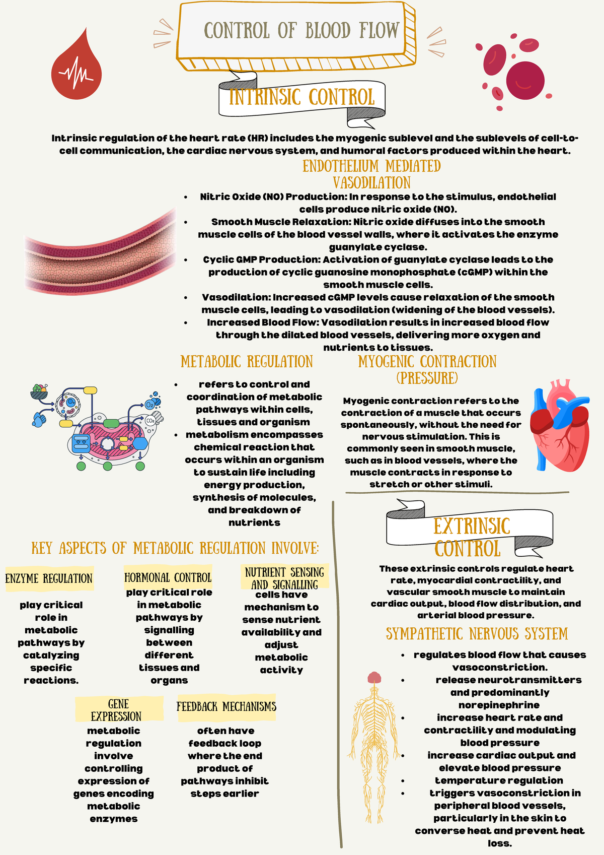 Control of Blood Flow: Intrinsic and Extrinsic Mechanisms Explained ...