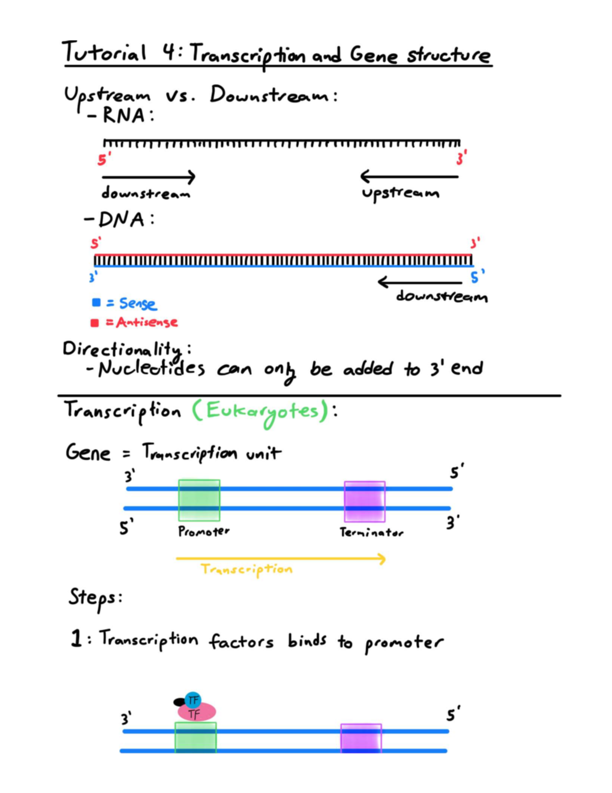 Tutorial 4: Transcription & Gene Structure - Upstream vs. Downstream - Studocu
