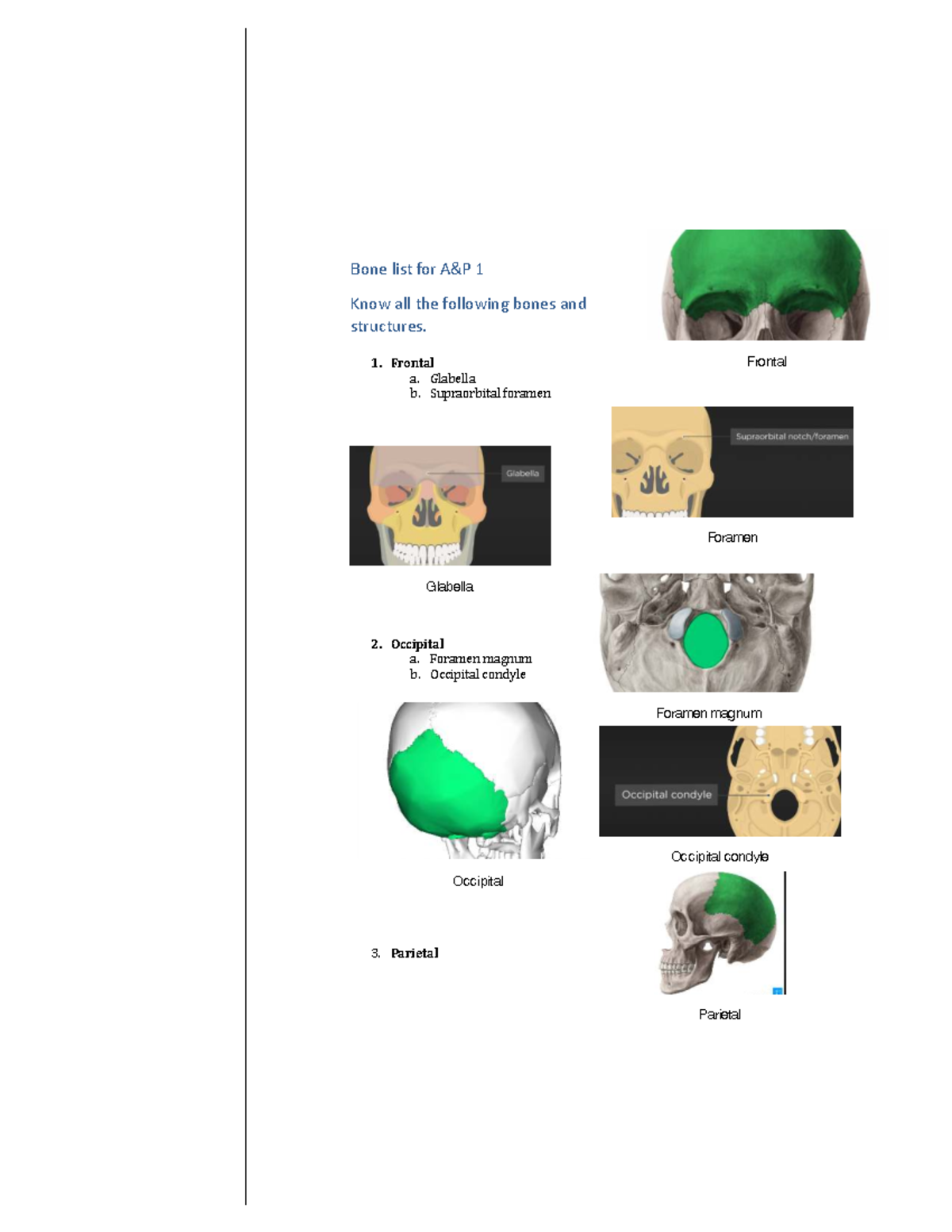 Bone List for A&P 1 Lab Test - Key Structures and Notes - Studocu