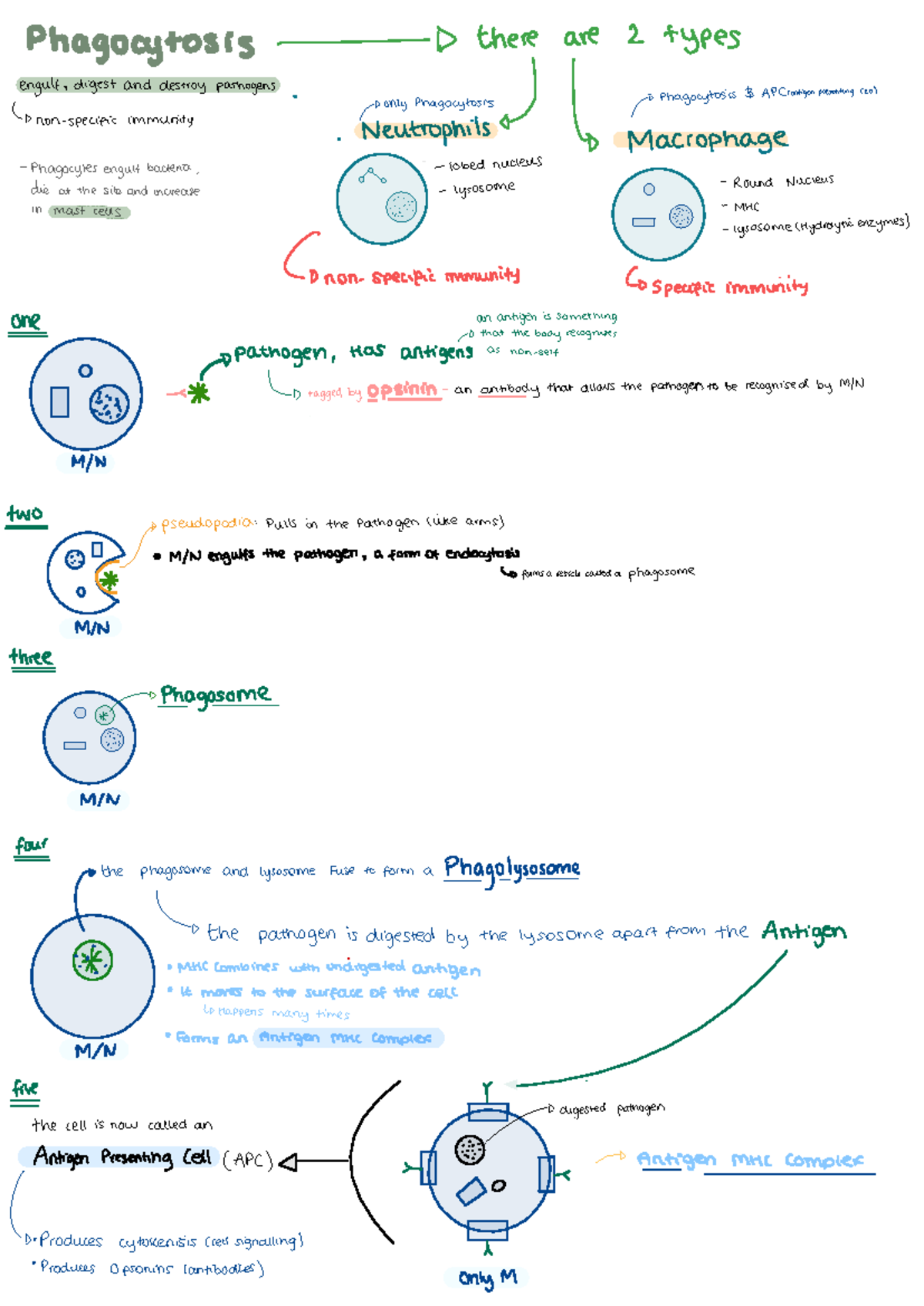 A Level Biology: Phagocytosis Process Explained in Detail - Studocu