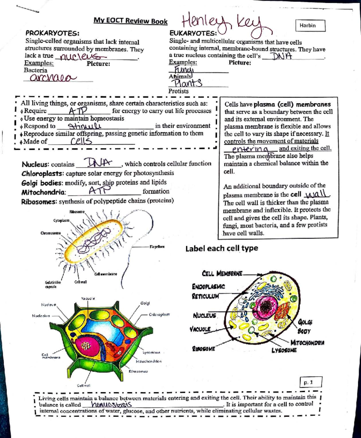 Study Guide: Prokaryotes, Eukaryotes, and Genetics (BIO 101) - Studocu