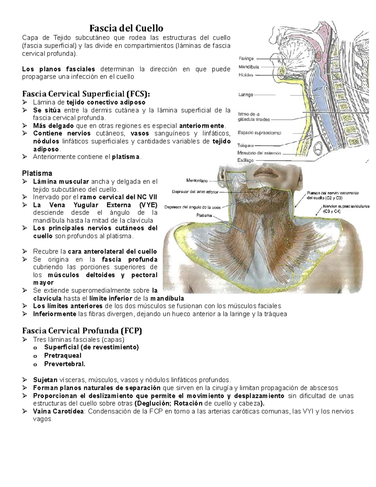 HUESOS DEL NEUROCRÁNEO: Estructura y Funciones (ANAT 101) - Studocu