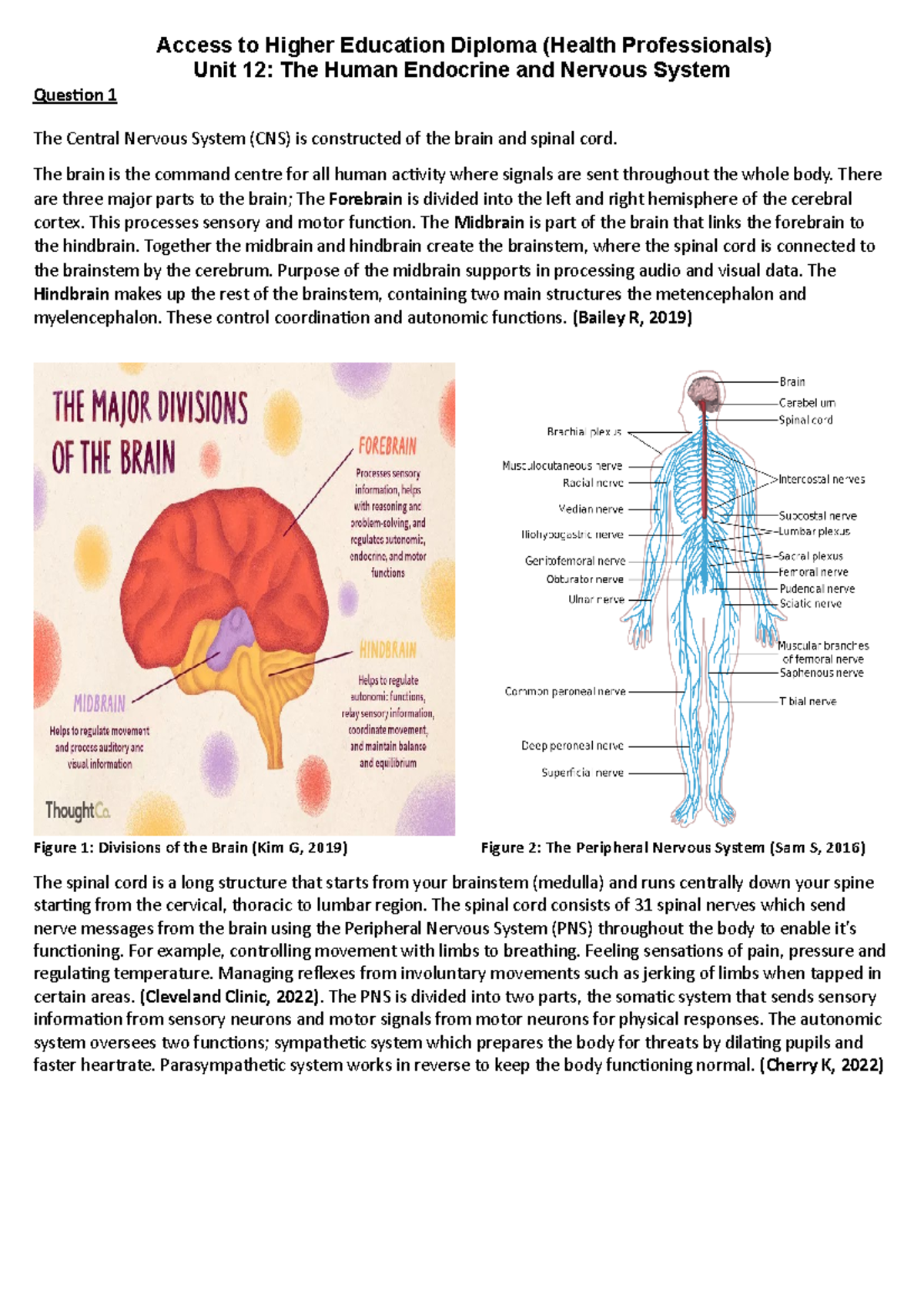 Unit 12 - The Human Endocrine and Nervous System - Unit 12: The Human ...