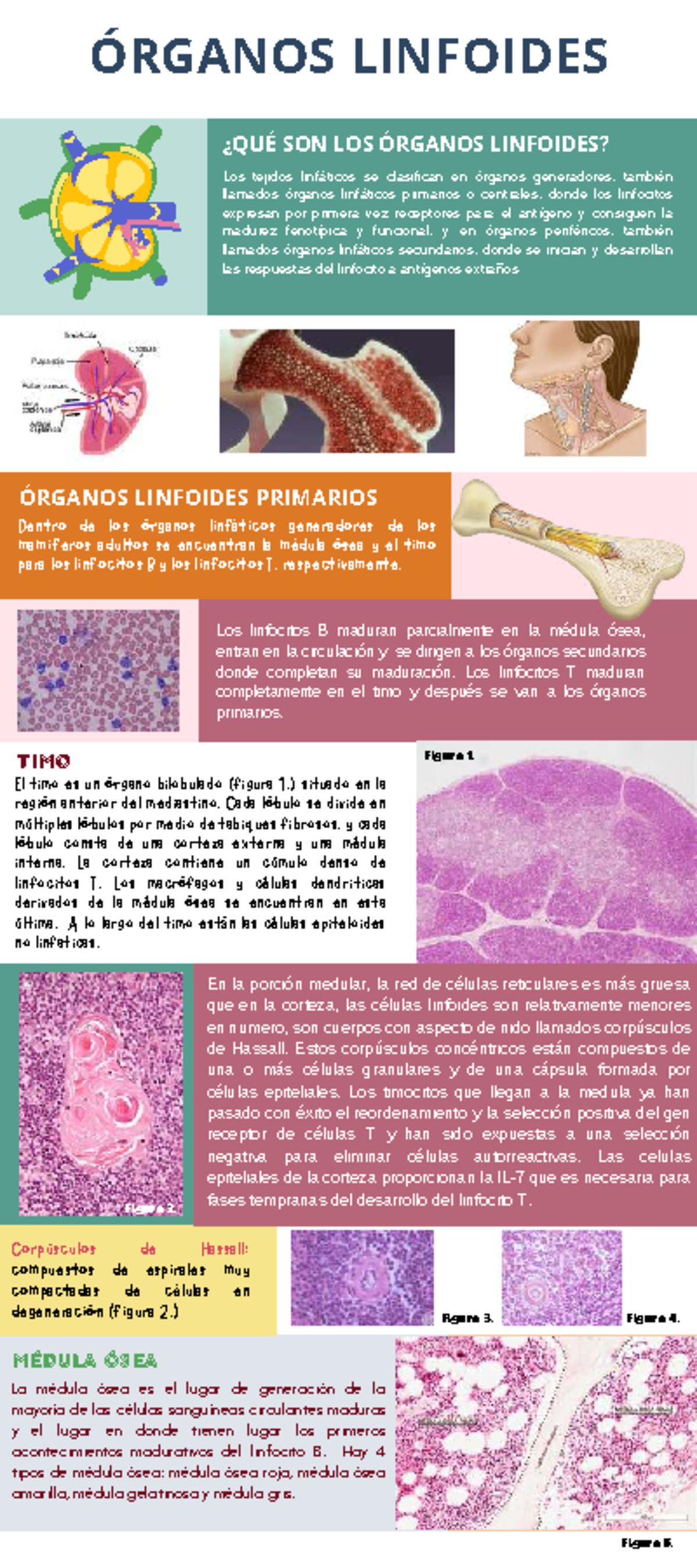 Órganos linfoides - Infografía - ¿QUÉ SON LOS ÓRGANOS LINFOIDES? Los ...