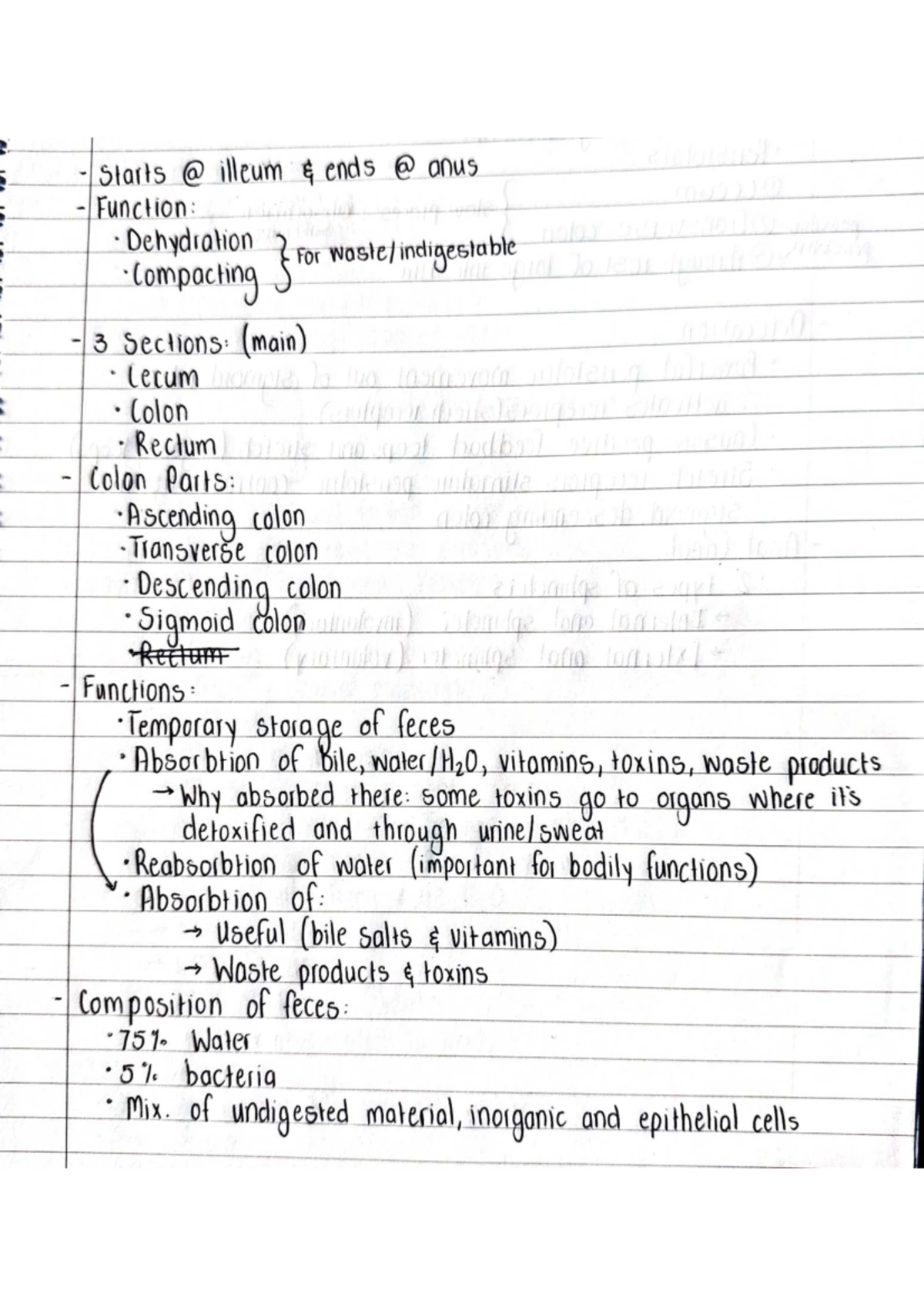 Large intestine notes (BIO 101) - structure, function, and defecation ...