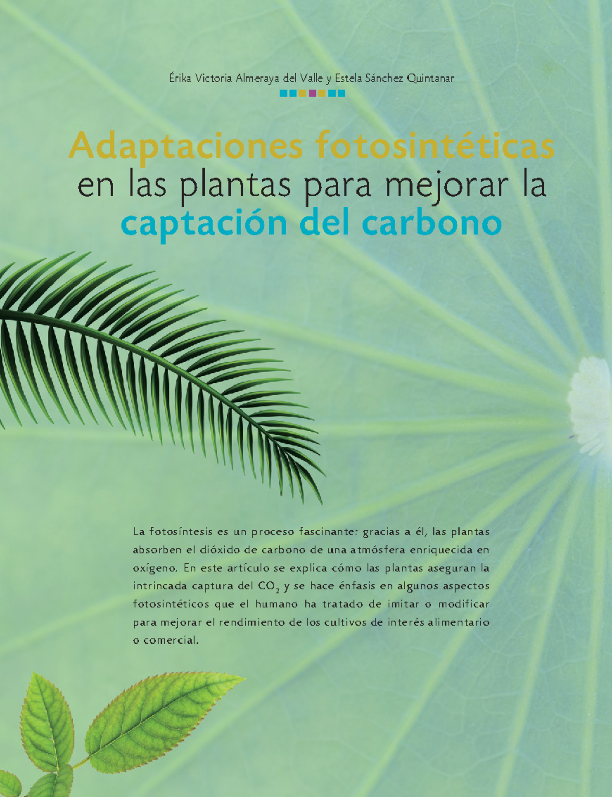 S11-Fotosíntesis - Adaptaciones fotosintéticas en plantas - Studocu