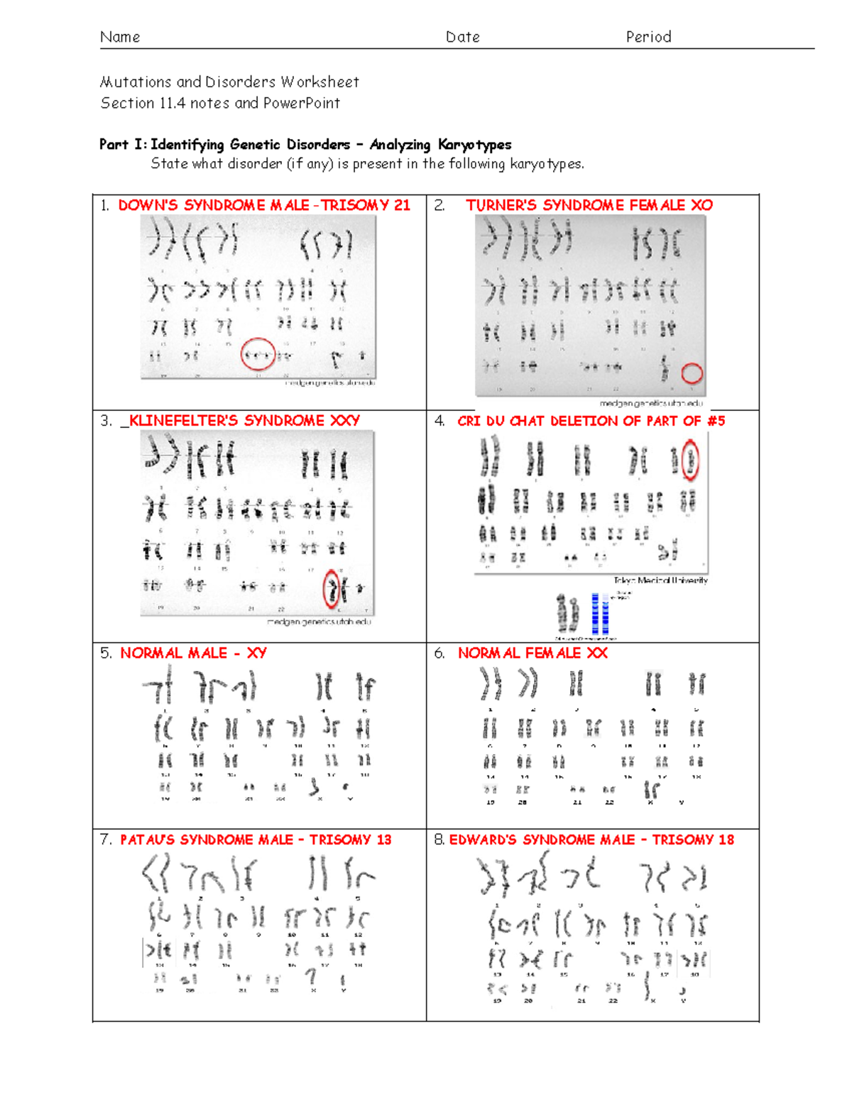 Mutations and Disorders Worksheet - ANS (Section 11.4) - Studocu
