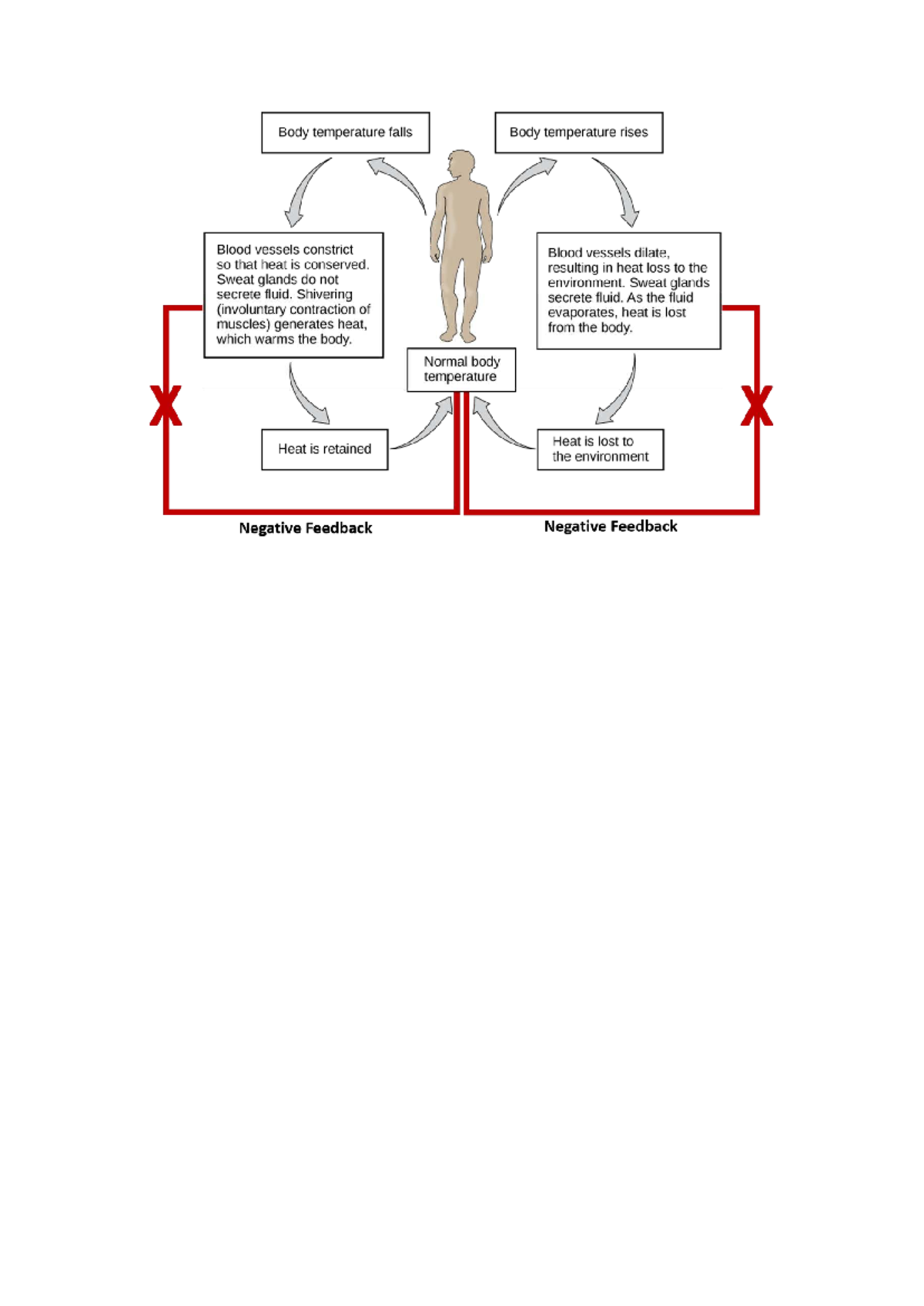 Doc20 - Summary of Endocrine System: Body Temp Regulation & Feedback ...