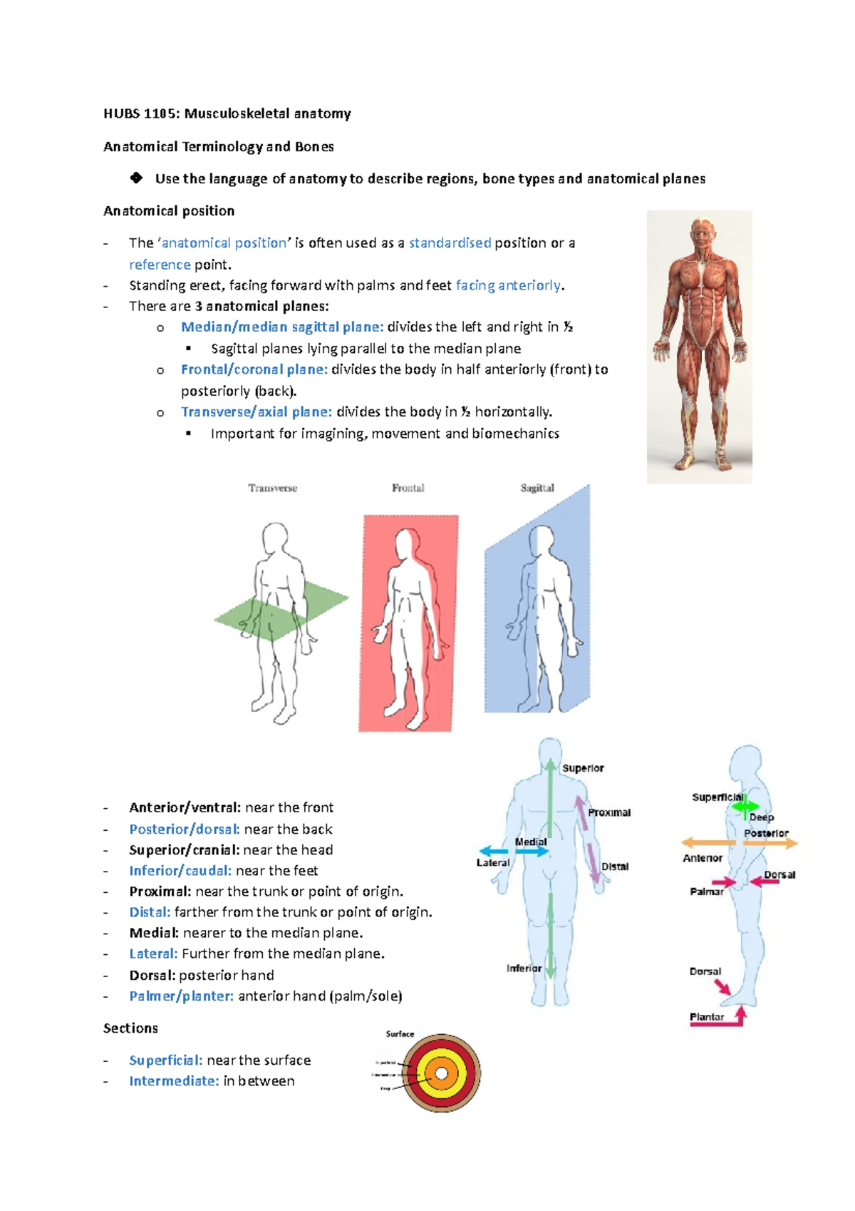 HUBS 1105 - Complete notes - HUBS 1105: Musculoskeletal anatomy ...