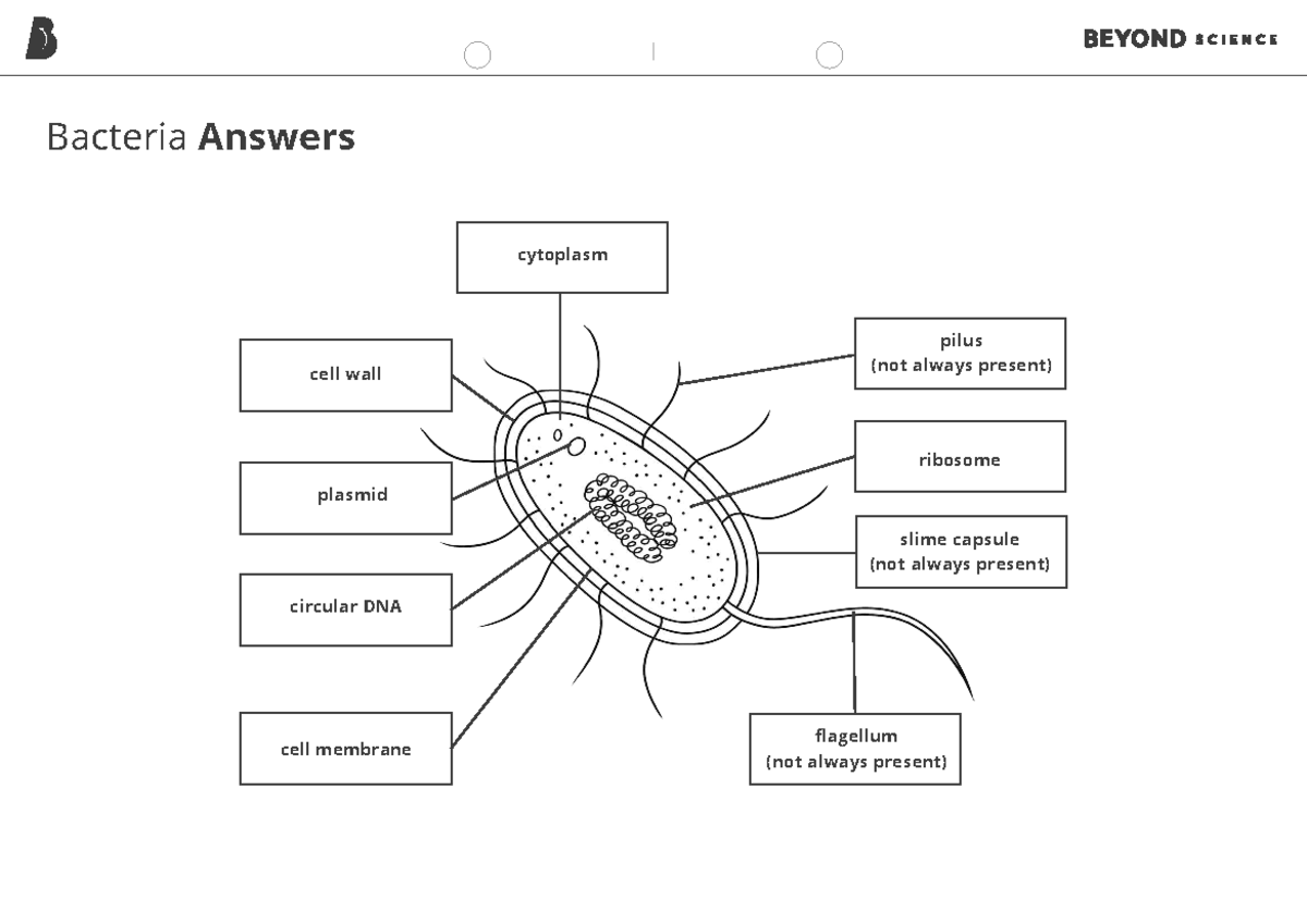 Bacteria Labelling Worksheet - Answers - MET 123 - Bacteria Answers ...