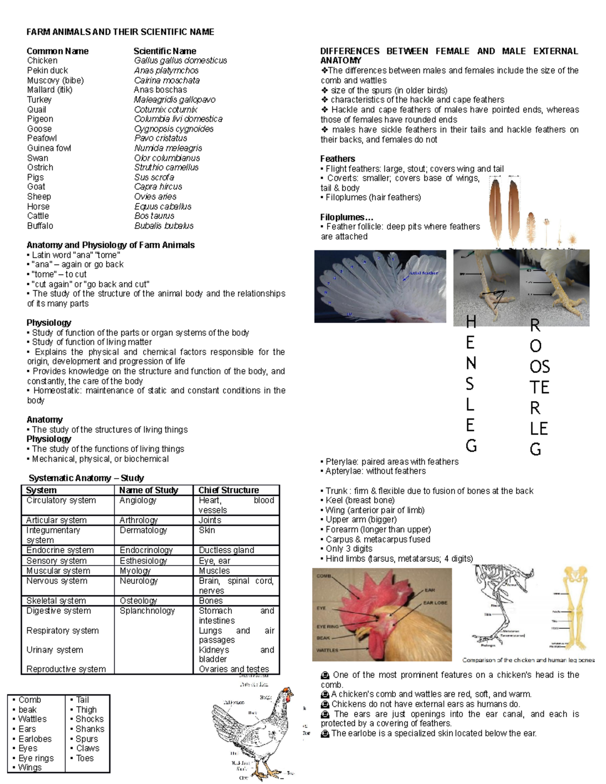 External - FARM ANIMALS AND THEIR SCIENTIFIC NAME Common Name ...