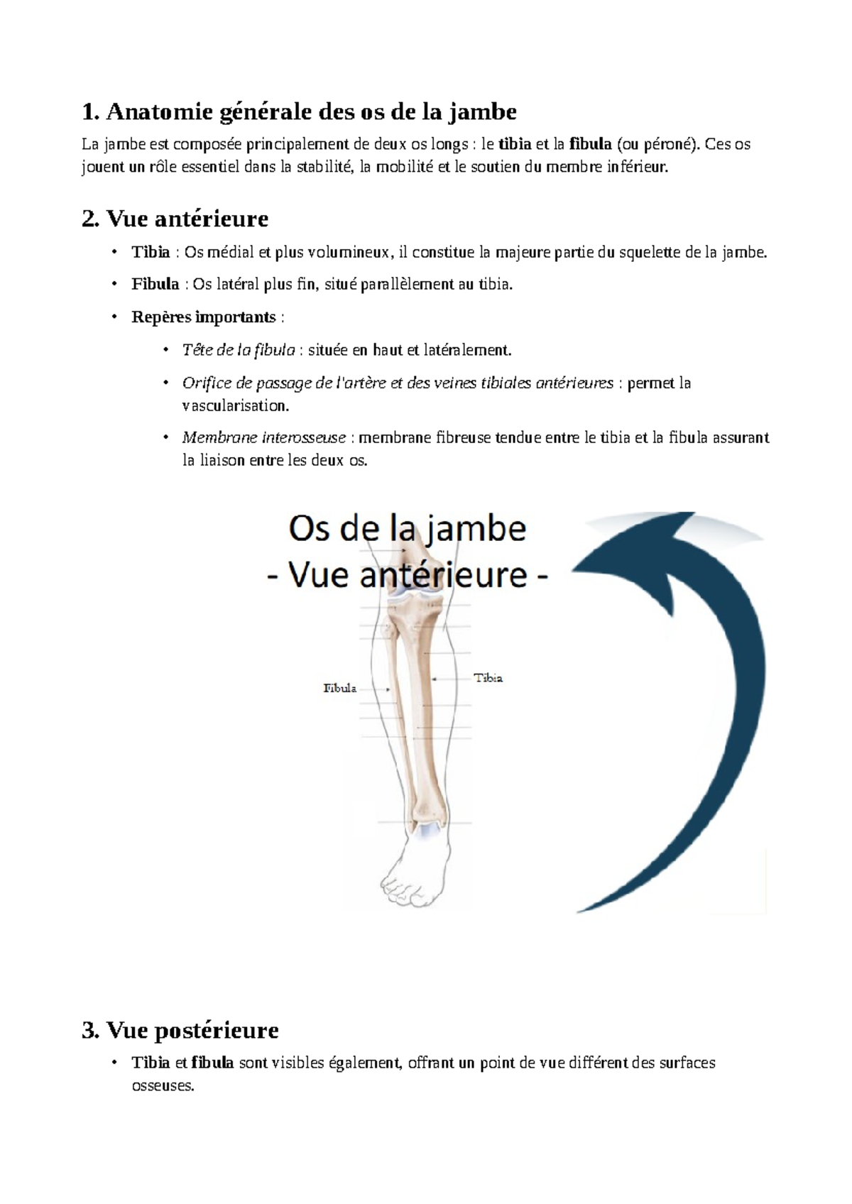 Les os de la jambe : Notes de cours sur le tibia et la fibula - Studocu