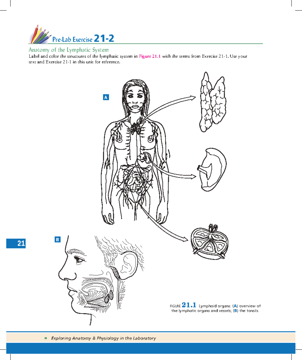 Unit%2021%20Pre-Lab%20Exercise%2021-2 - n Exploring Anatomy ...
