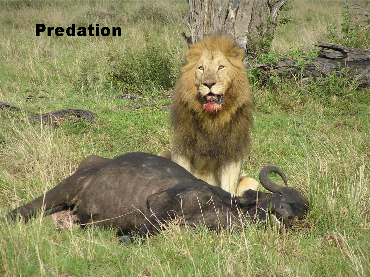 Eco 20 - Lecture Notes on Predation and Anti-Predator Strategies - Studocu