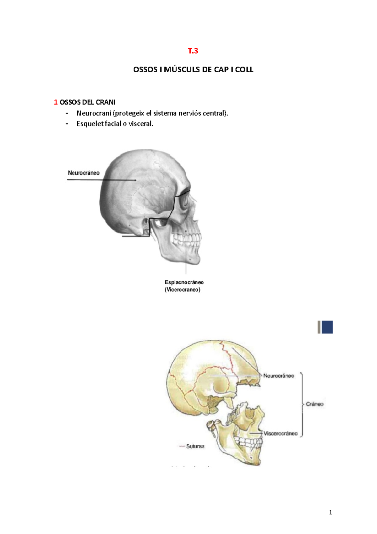 Ossos i Músculs del Cap i Coll - T.3 Notes d'Anatomia - Studocu