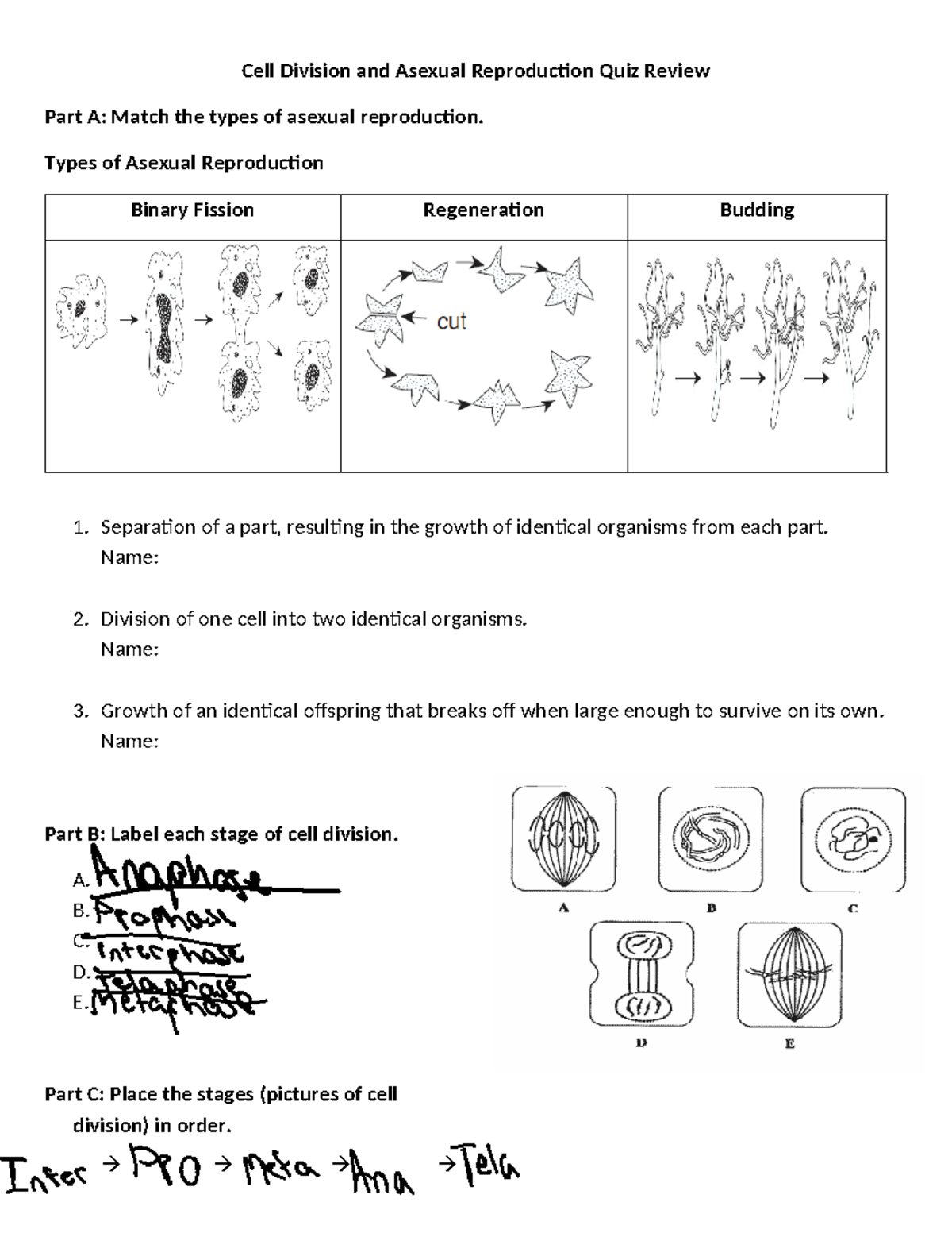 Cell Division & Asexual Reproduction Quiz Review R - Studocu