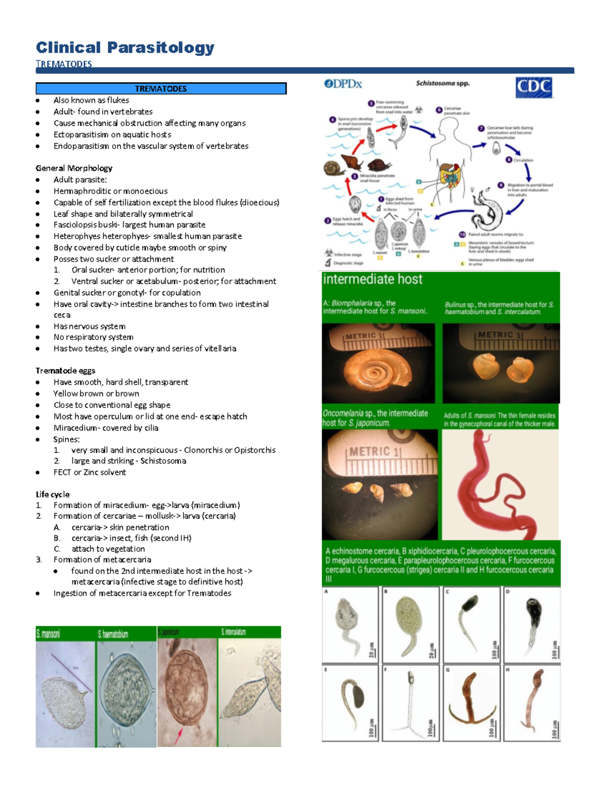 Trematodes - goodluck - TREMATODES TREMATODES Also known as flukes ...