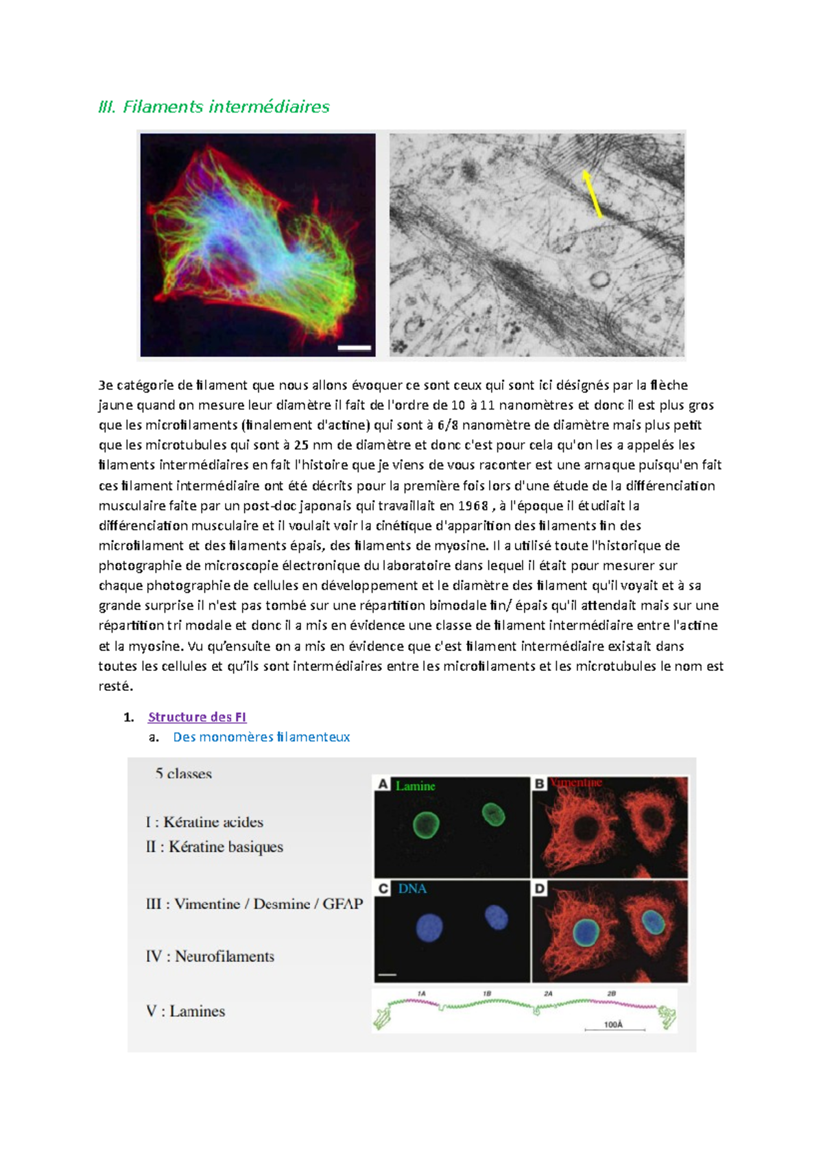 **Filaments Intermédiaires et Leur Rôle dans le Cytosquelette - Cours ...
