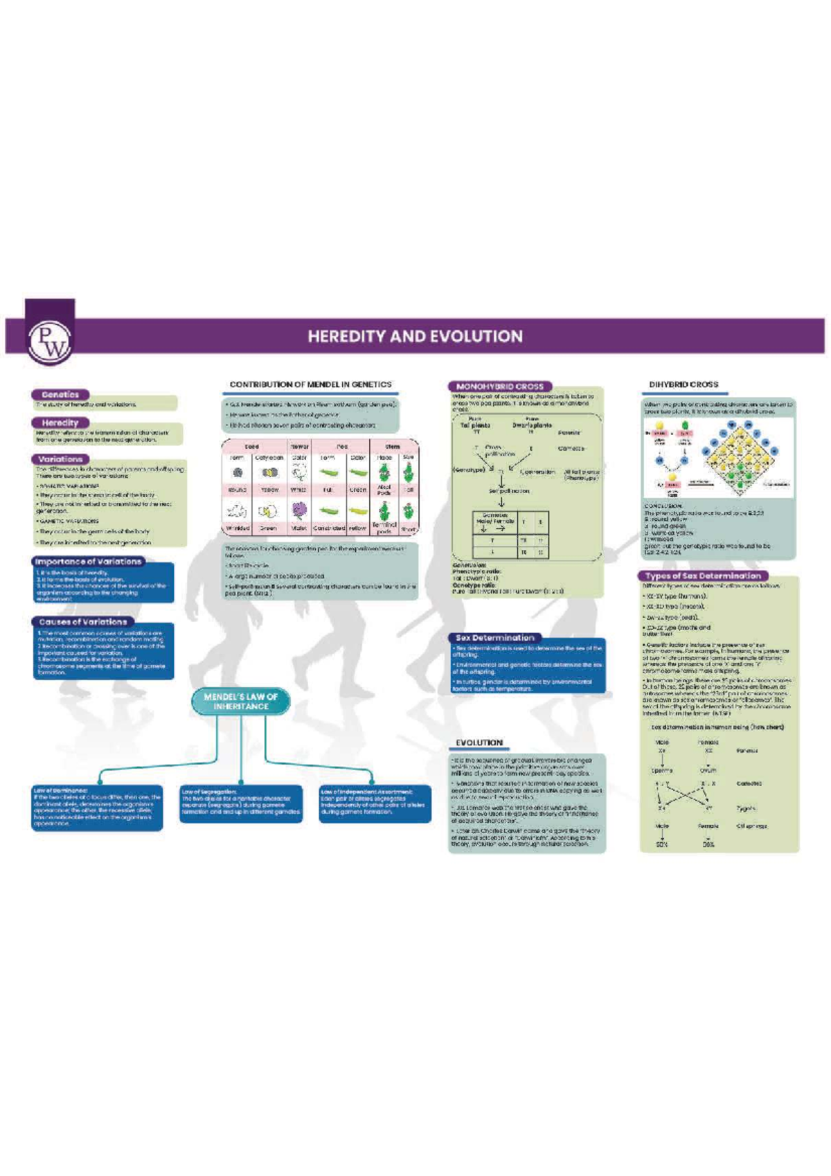Heredity and Evolution Mind Map: Insights on Mendel's Genetics - Studocu