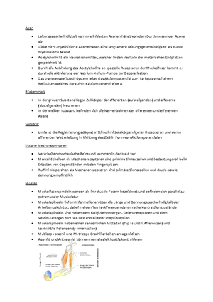 Texte Muskelspindel - Muskelspindel Bau und Funktion der Muskelspindeln ...
