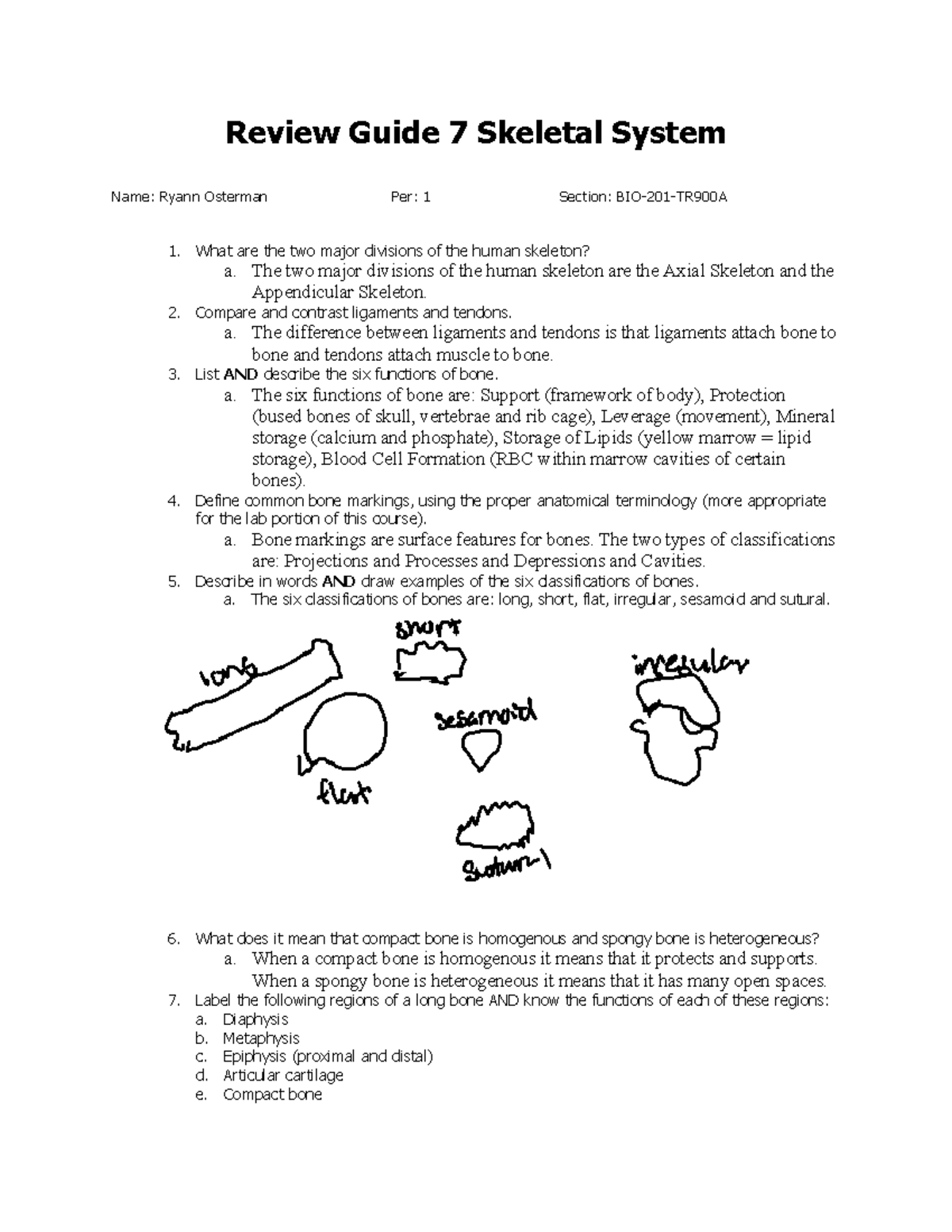 Review Guide 7 Skeletal System - Review Guide 7 Skeletal System Name ...